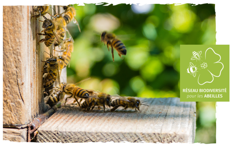 Réseau biodiversité pour les abeilles | Ma Ruche Bio